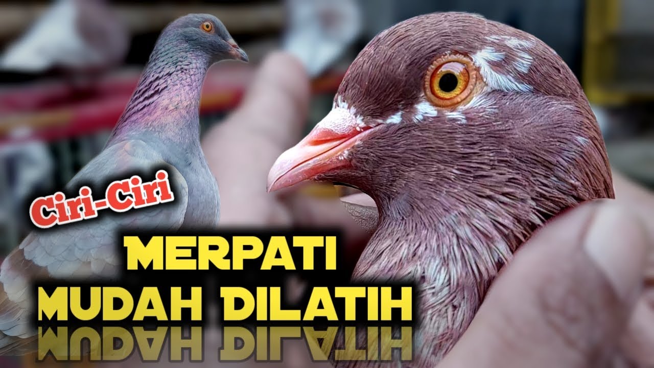 Ciri-ciri merpati mudah saat Dilatih - YouTube