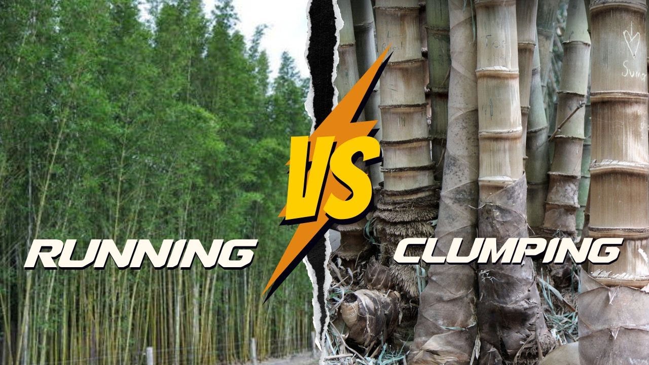 Is It Invasive or Not? Running vs. Clumping Bamboo - YouTube