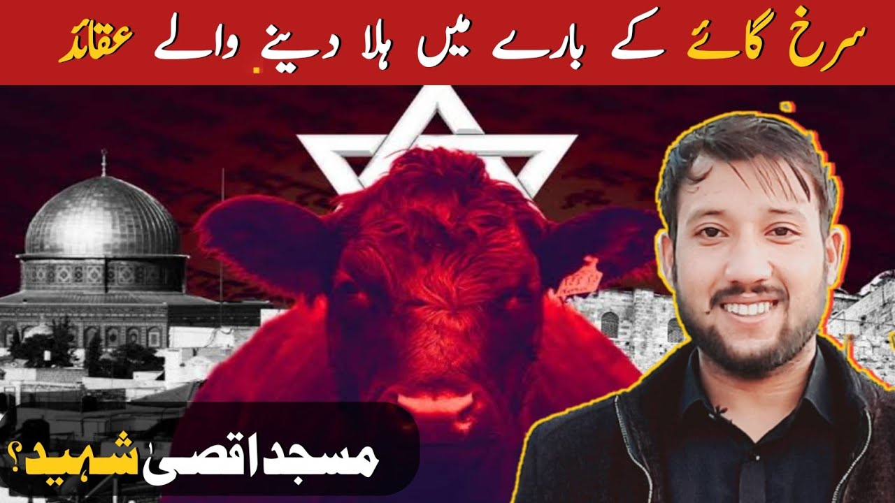 Red Cow Heifer of Israel || The beliefs about Red Cow || haikle ...