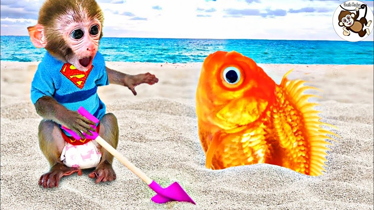 BABY MONKEY EAT LEGO JELLY ON THE BEACH AND WITH DUCKLINGS PLAYING WITH ...