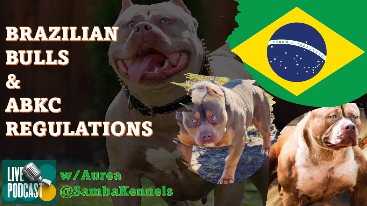 Sumo Bully Kennels is live! - YouTube