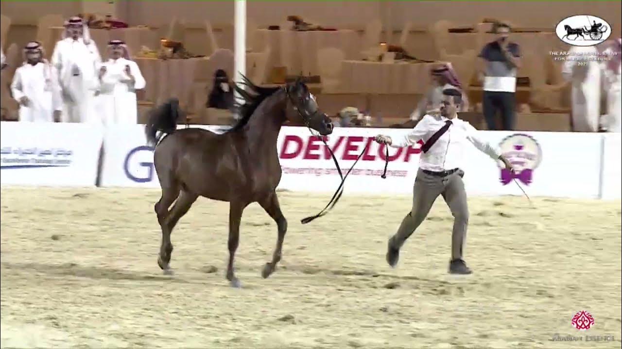 N.303 ZAHI R J - The Arabian Horse Show for local Breeders 2022 ...