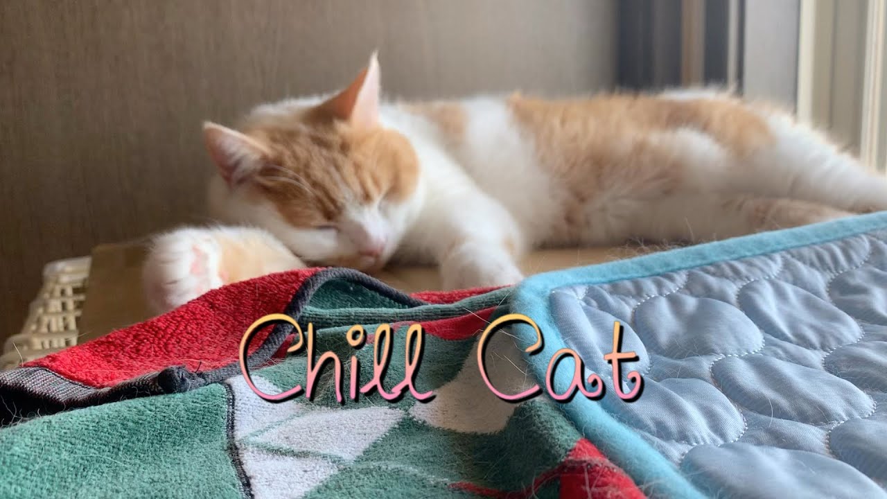 Chill Cat - YouTube