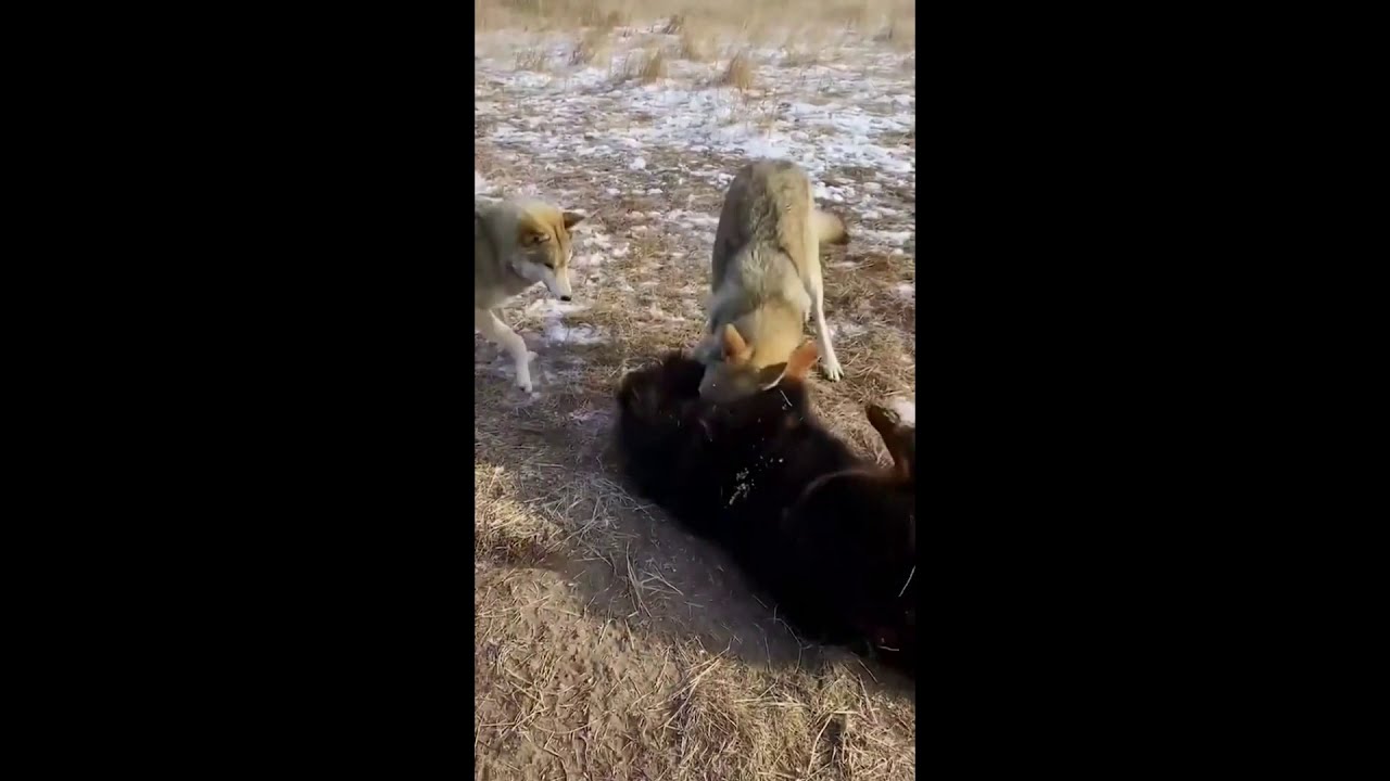 Tibetan Mastiff vs Wolf 🐶🐶🐶 - YouTube