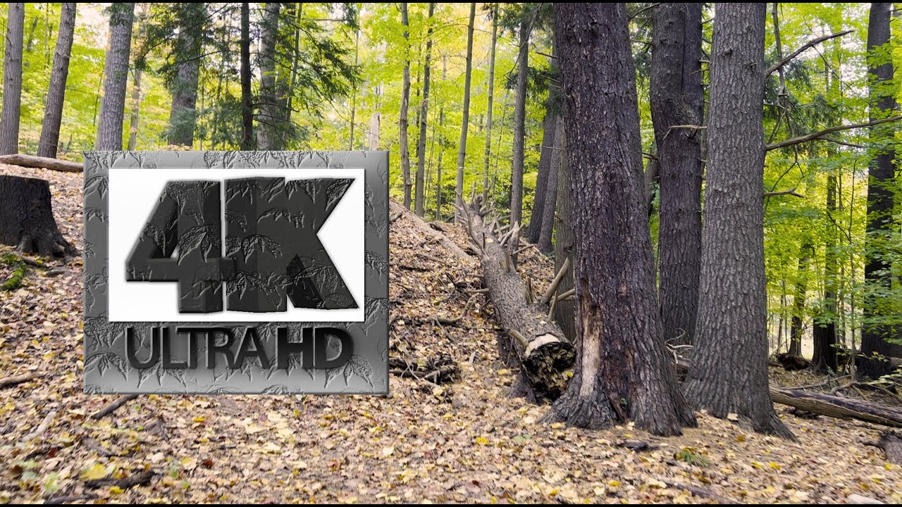 Nature Trail Walk 16:25 Minutes: Boyd Conservation Area - October 2023 ...