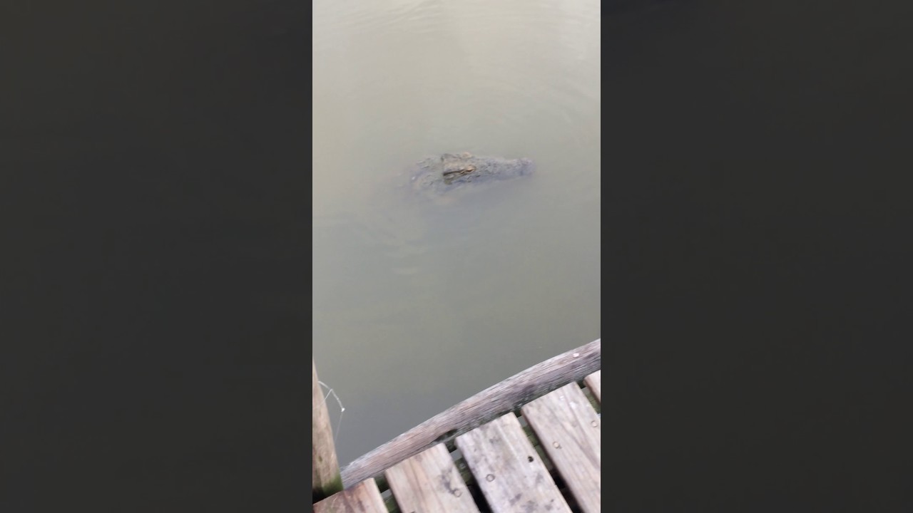 WATCH: Ezemvelo KZN Wildlife in St Lucia and Maphelane are searching ...