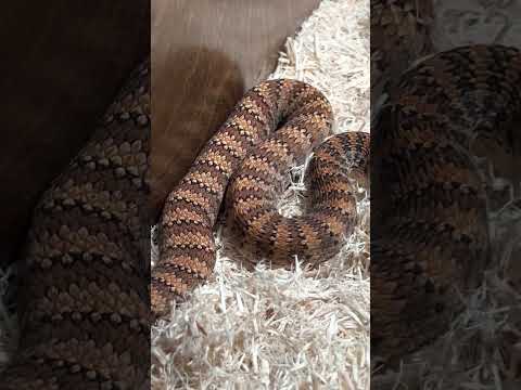Dajarra death adder caudal luring - YouTube