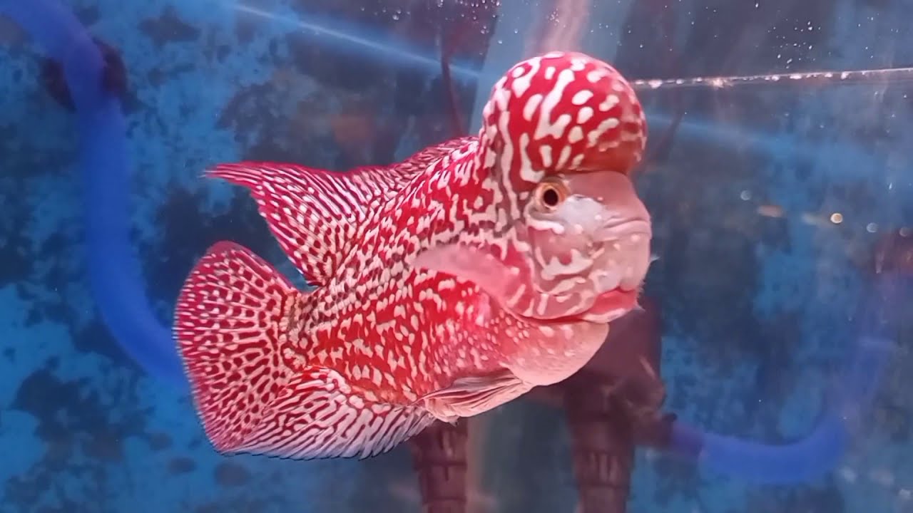 Louhan Lokal Indonesia. Flowerhorn Contest - YouTube