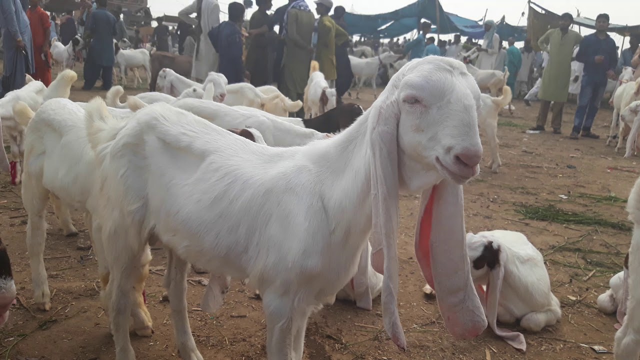 Cute Gulabi Young Goats Collection of Dour | Rates | Documentary ...