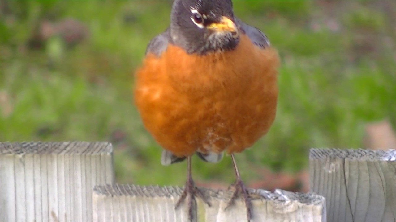Crazy Robin Attacks Me In Broad Daylight! - YouTube