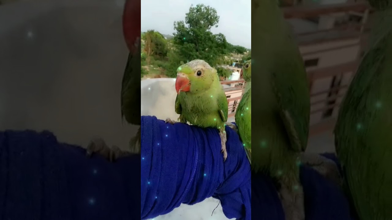 cute Parrot videos 👻👻 Parrot money#parrot#avtarmajari - YouTube