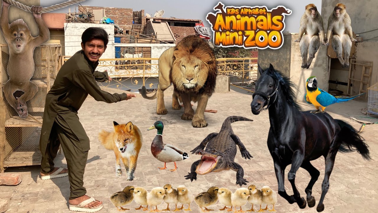 Kiya Mini Zoo Mein Ye Sab Pets Ayen Gay🤔 - YouTube