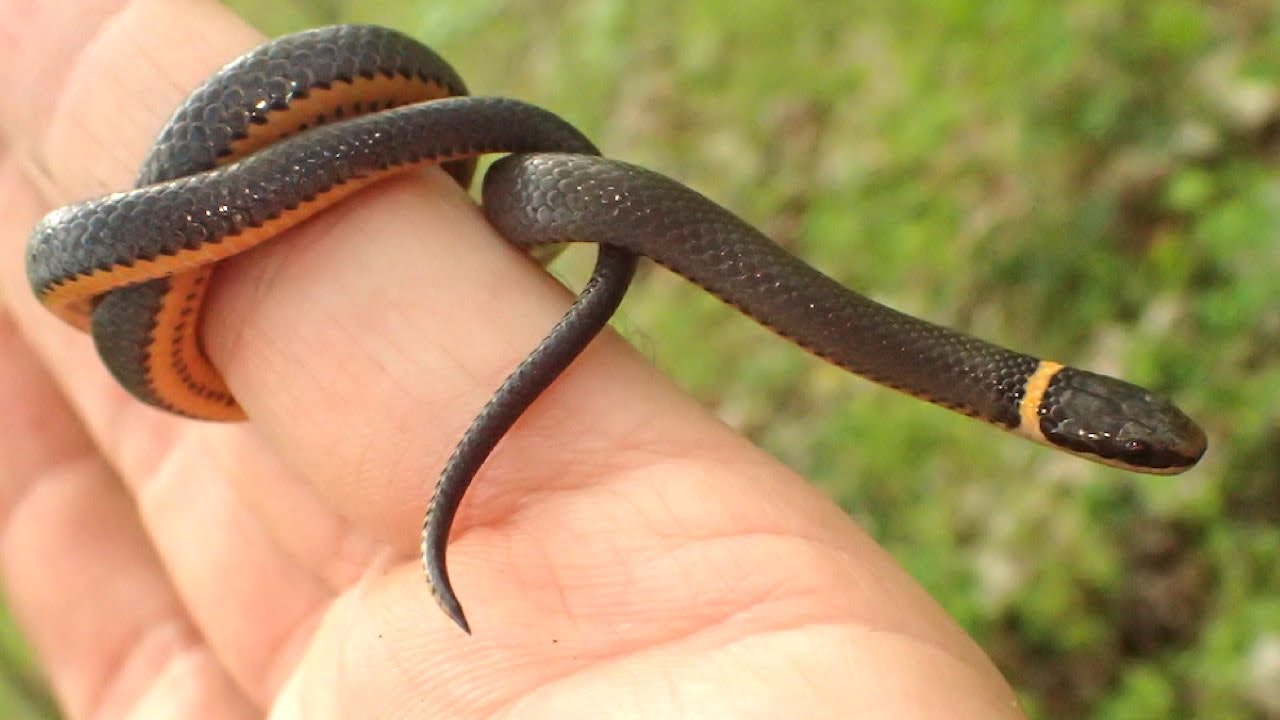 Herping For Snakes and More! - YouTube
