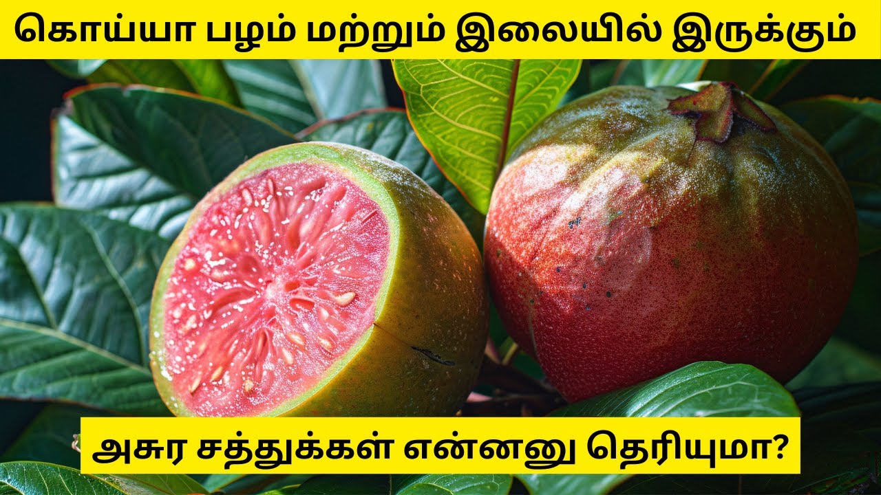 கொய்யா பழம் மற்றும் இலையில் இவளவு சத்துக்களா😱Koiya Palam benefits in ...