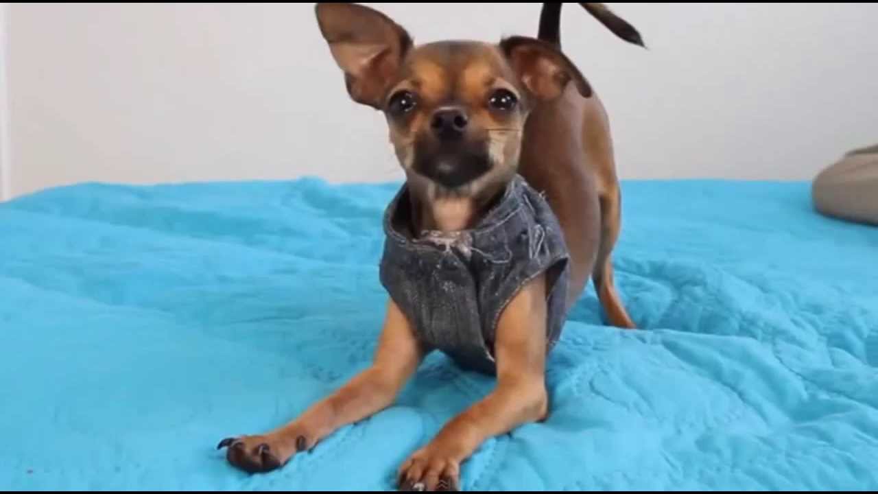 Los Humanos | Hola Soy Mimi | Hola Soy German - YouTube