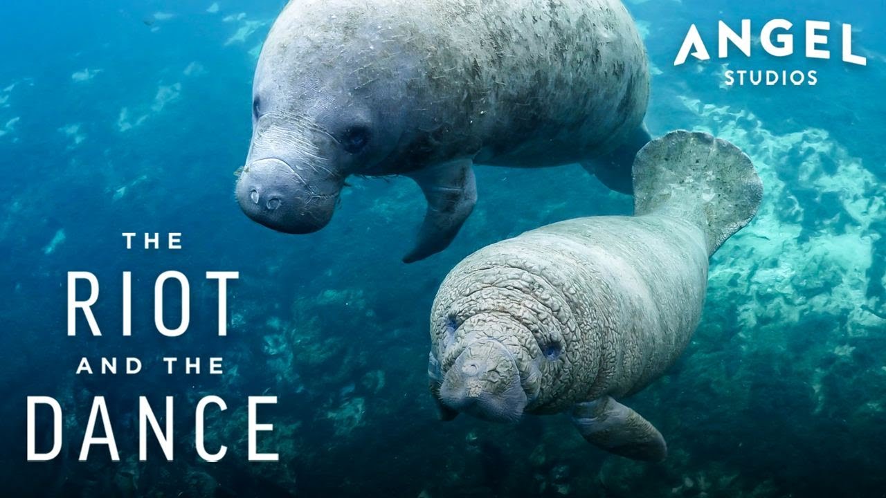 Swimming With Manatees | The Riot And The Dance (2024) | Angel Studios ...