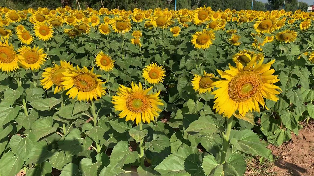 January 30, 2020 Lotus flower - YouTube