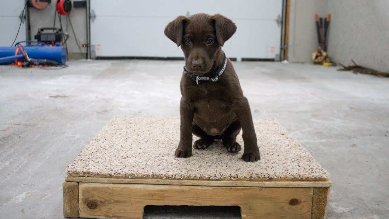 Placeboard Work Has Begun! | Training My Retriever WEEK 2 - YouTube