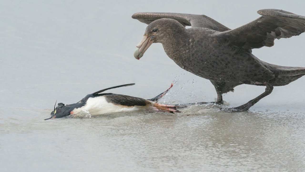 Giant Petrels Hunting Penguin - YouTube