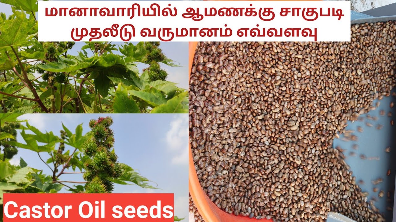 ஏக்கரும் 50000 லாபம் தரும் ஆமணக்கு/கொட்டமுத்து மானாவாரி விவசாயம் ...