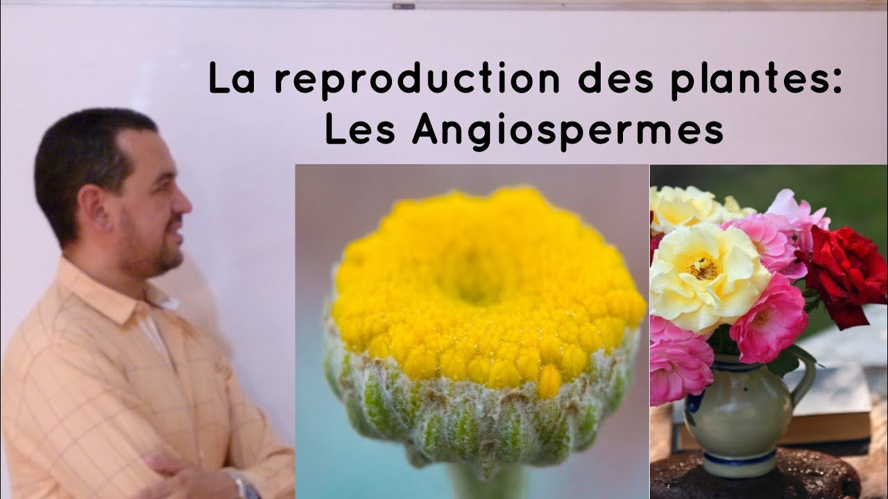 LA REPRODUCTION DES PLANTES - LA REPRODUCTION SEXUÉE DES ANGIOSPERMES ...