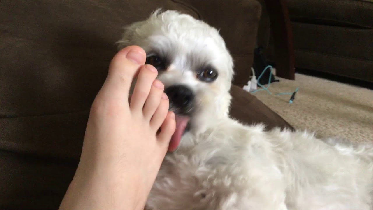 My Dog Licking My Feet 3 YouTube my-dog-licking-my-feet-3-youtube