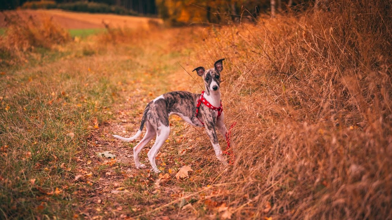 Traveling with a Whippet: What You Need to Know! - YouTube
