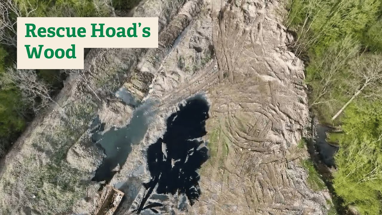 Hoad's Wood - when criminality spells environmental catastrophe - YouTube