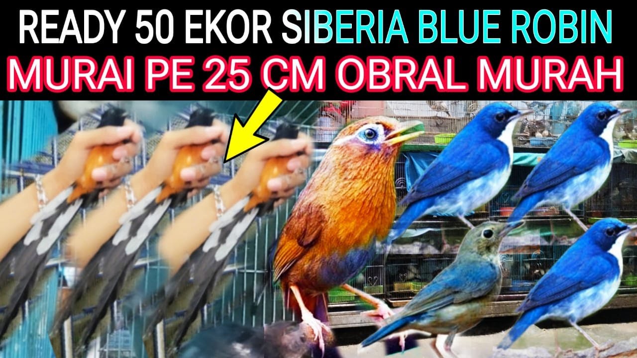 DATANG 50 EKOR SIBERIA BLUE ROBIN MURAI BATU EKOR KLEWER DI OBRAL MURAH ...
