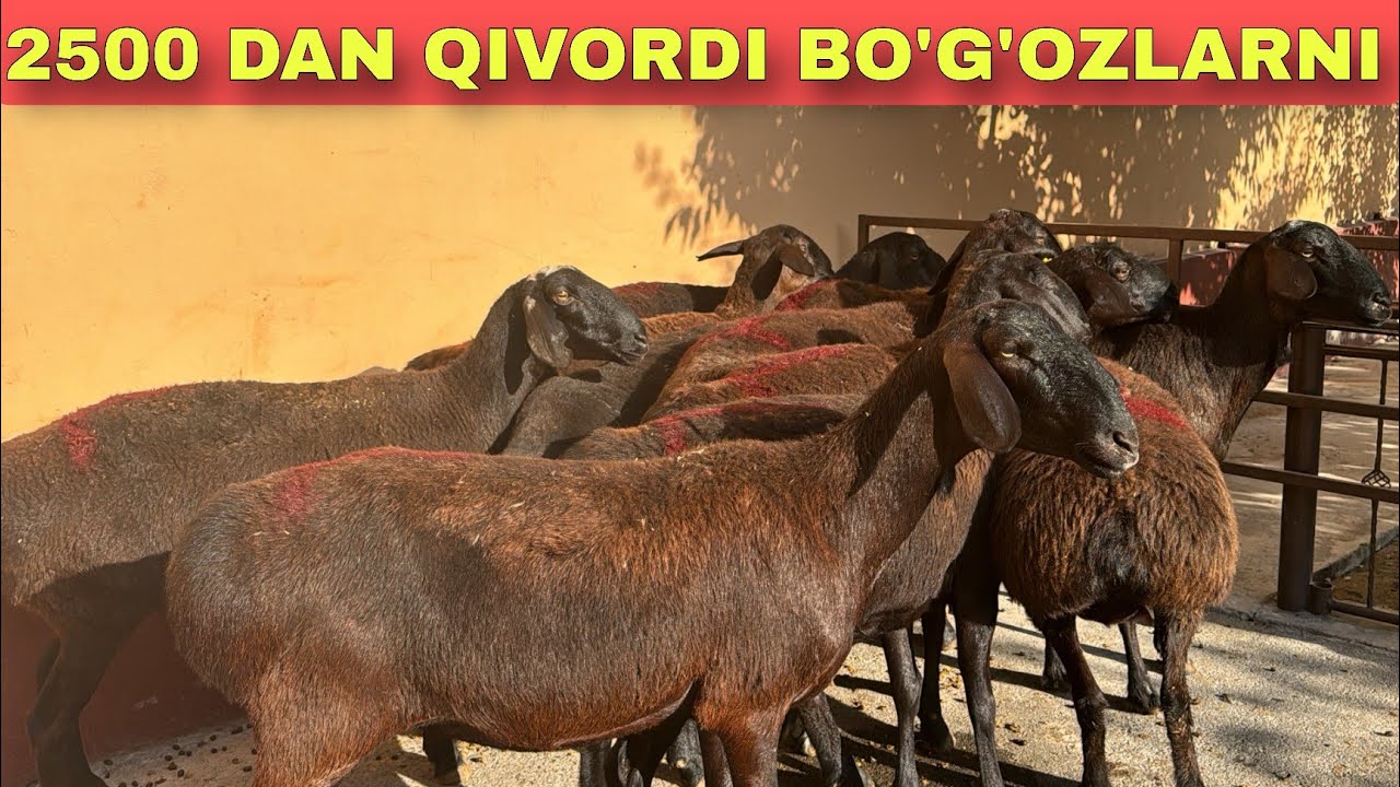 2500 DAN BO'PKETI BO'G'OZLAR DEVO TEKISTIL OLDIDA - YouTube