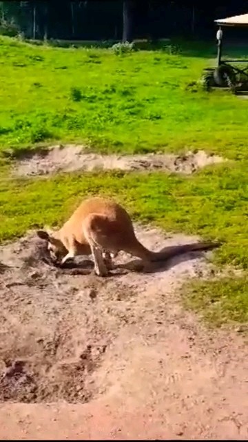 Respect ###animals, kangaroo machine Digging soil.gu - YouTube