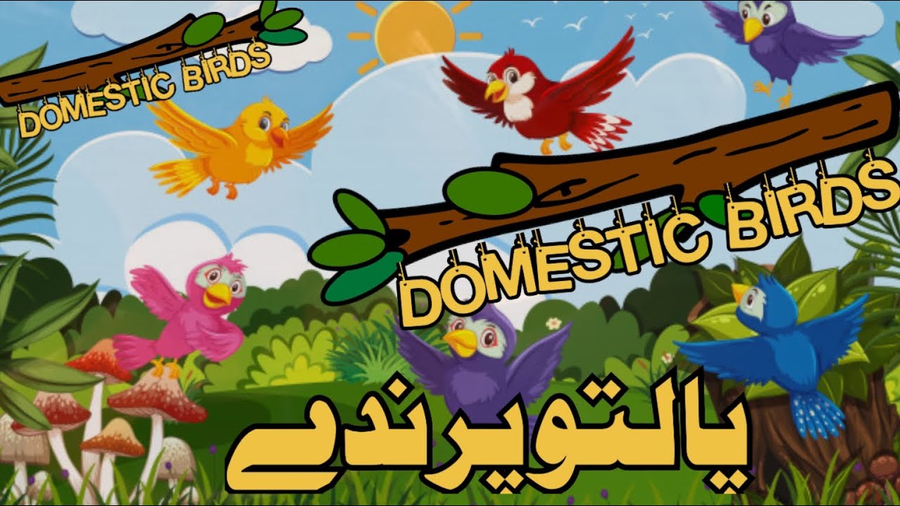 Name Of Birds domestic Birds Name In Urdu leran Birds Name Different name-of-birds-domestic-birds-name-in-urdu-leran-birds-name-different