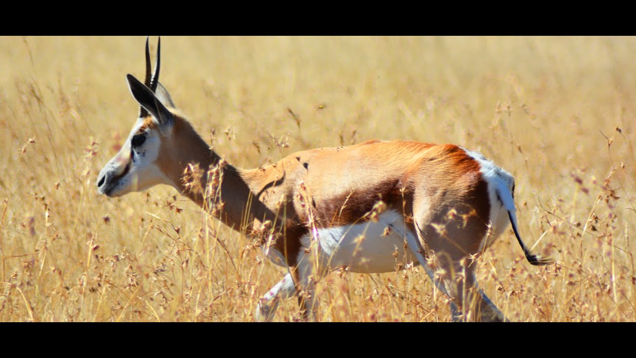 AFRICAN SAFARI: SPRINGBOK KILL SHOT - YouTube
