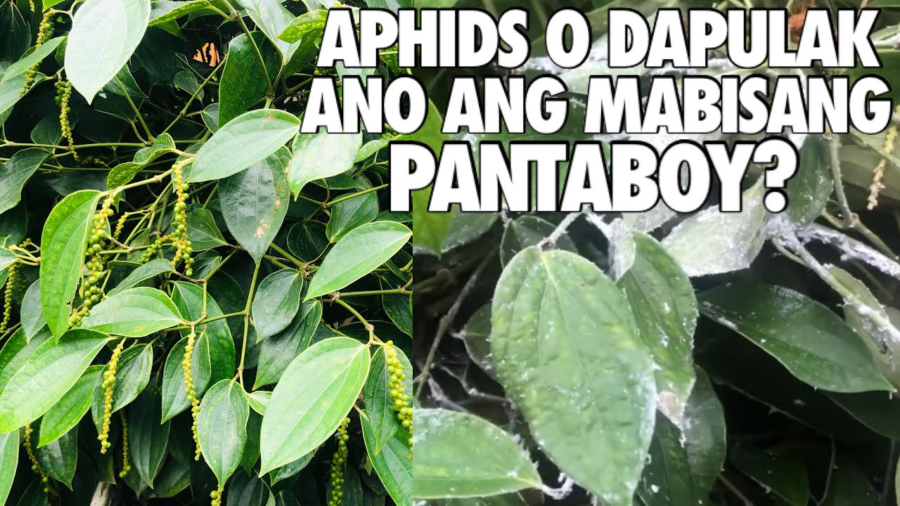 APHIDS O DAPULAK, ANO ANG MABISANG PAMUKSA? - YouTube