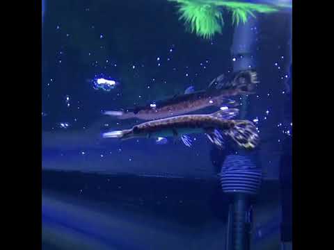 Baby alligator gar in aquarium eating - YouTube