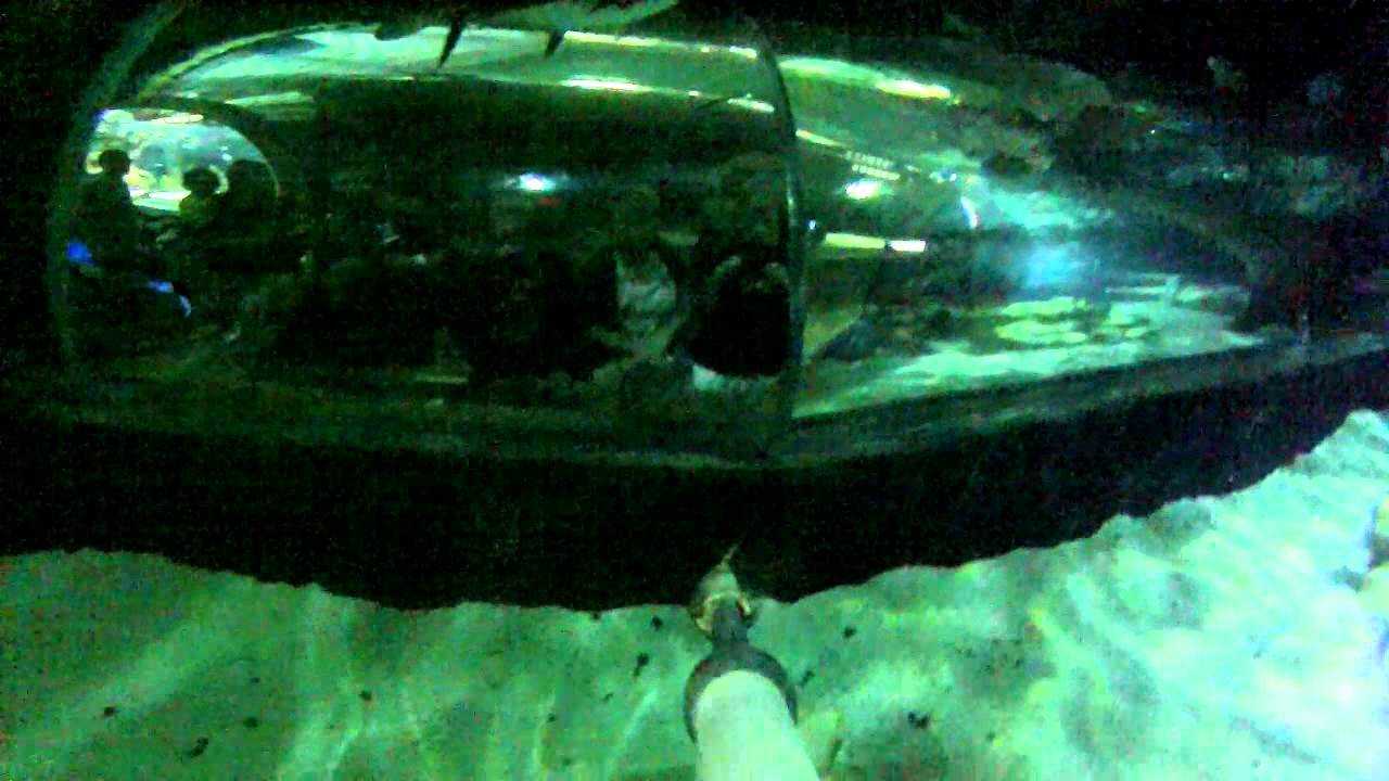 Feeding the sawfish - YouTube