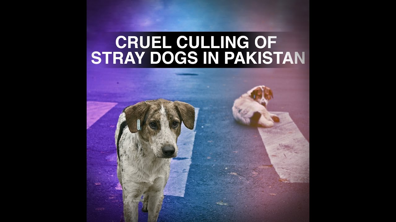 Cruel Culling Of Stray Dogs in Pakistan - YouTube