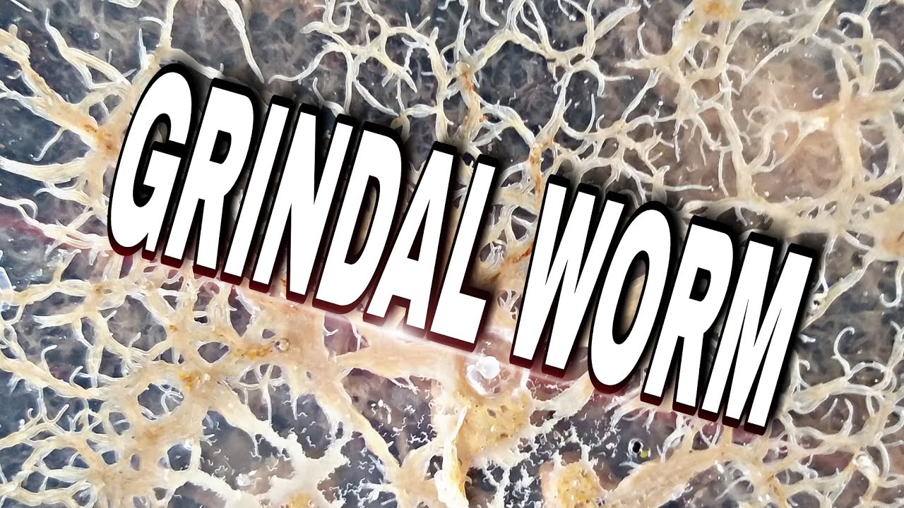 CULTURING GRINDAL WORMS: QUICK GUIDE | live food - YouTube