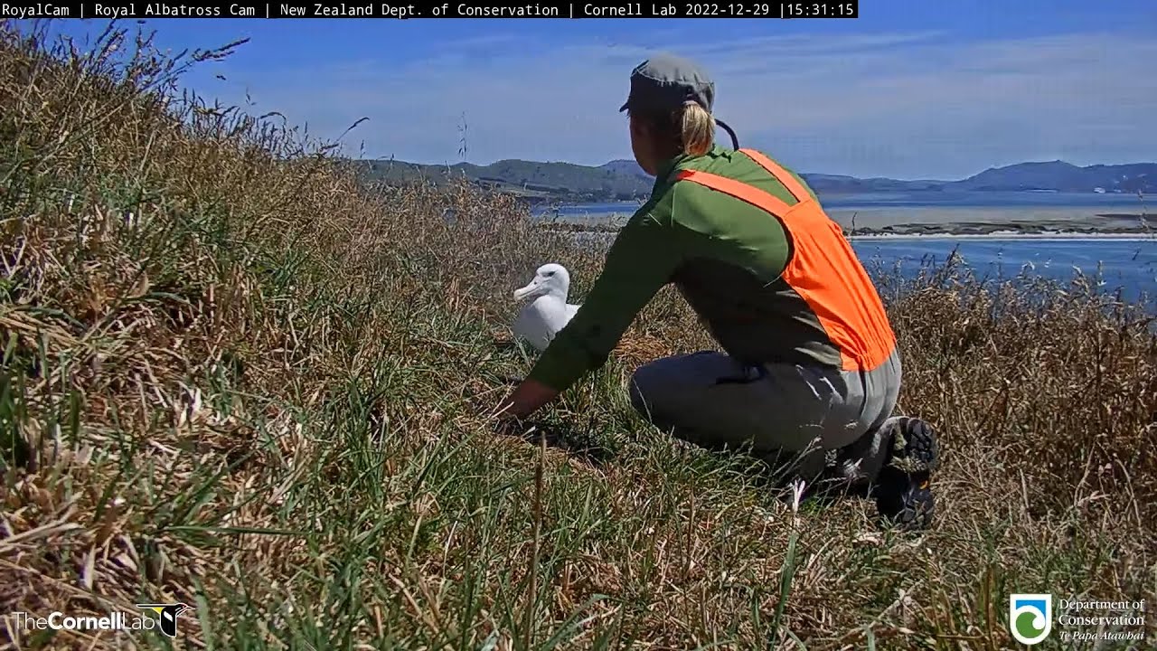 22.12.29 Royal Albatross Cam - 灑水降溫 Sprinkle water to cool down - YouTube