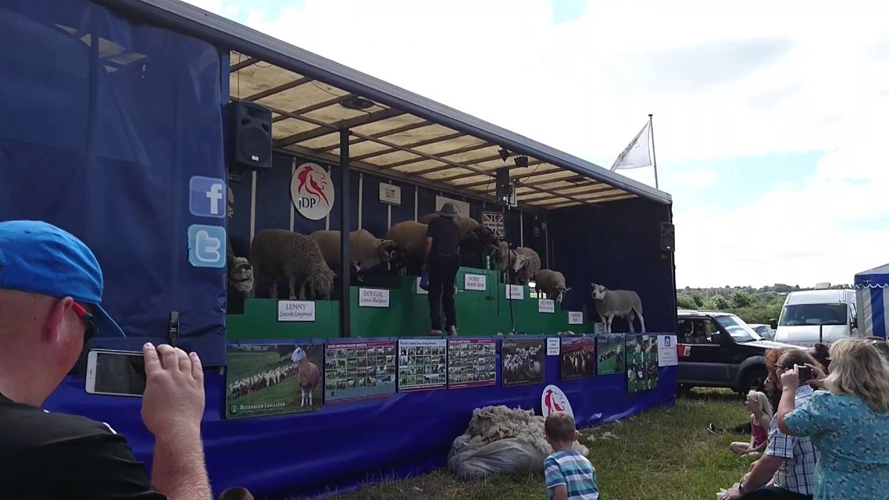 The Sheep Show Dancing Sheep At The South Gloucestershire Show, 6 ...