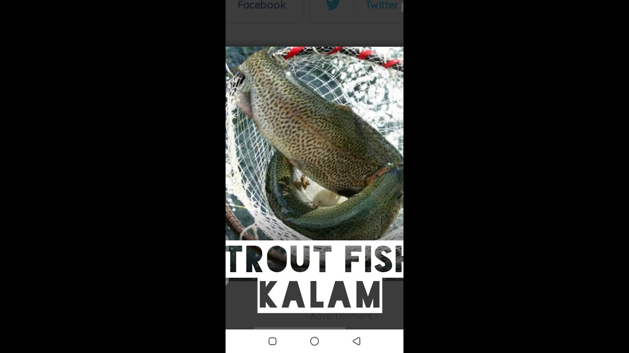 Trout Fish Kalam swat - YouTube