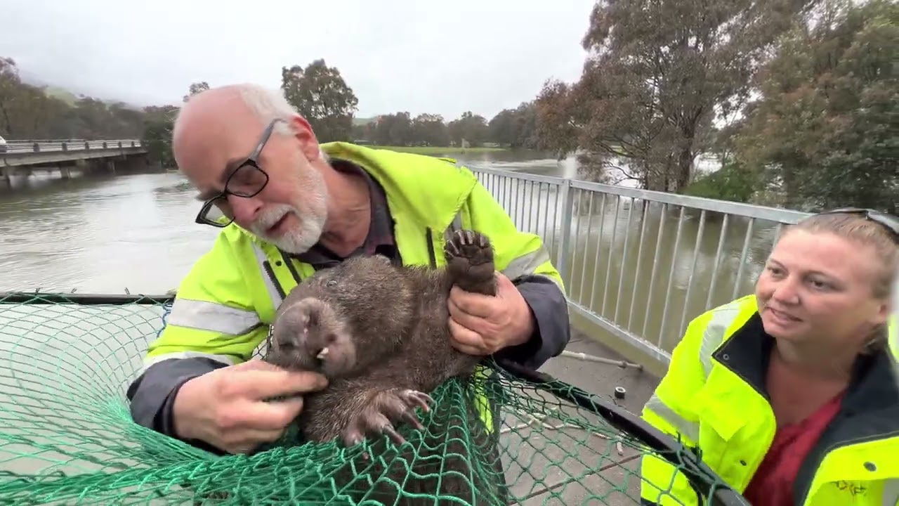 Wombat Rescued From Debris on Swollen Victoria River - YouTube