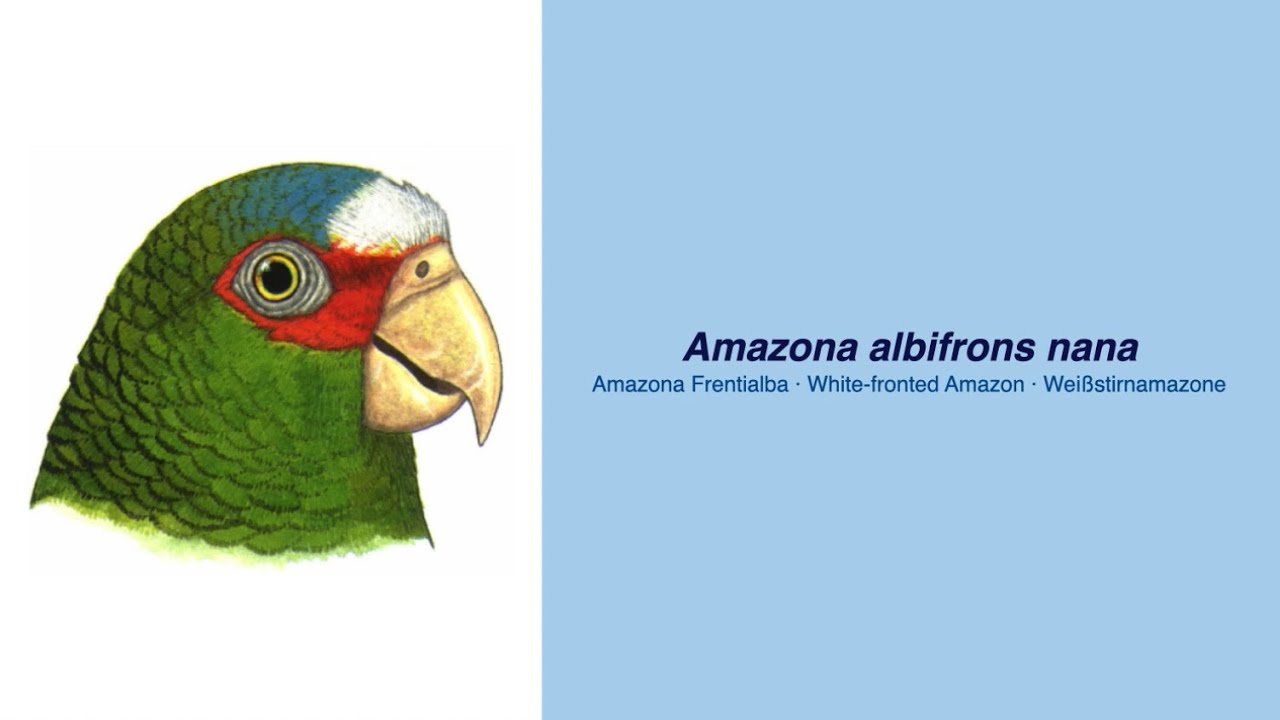 Video Encyclopedia Of Parrot Species 285 Amazona Albifrons Nana
