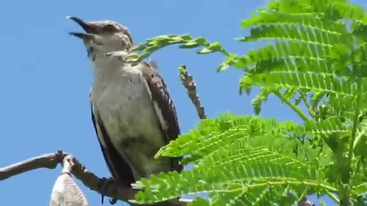A mockingbird singing - YouTube