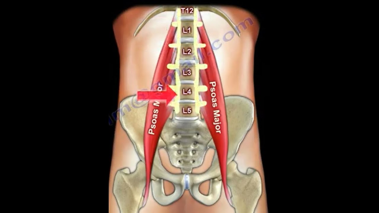 Anatomy Of The Psoas and Iliacus Muscles - YouTube