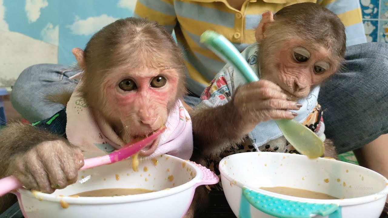 Mimi Kuku monkey is almost masterful using spoon (P2) - YouTube