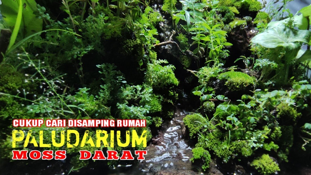 Paludarium Dengan Moss Darat, Hijau Dan Rimbun | Amazing Terrarium ...