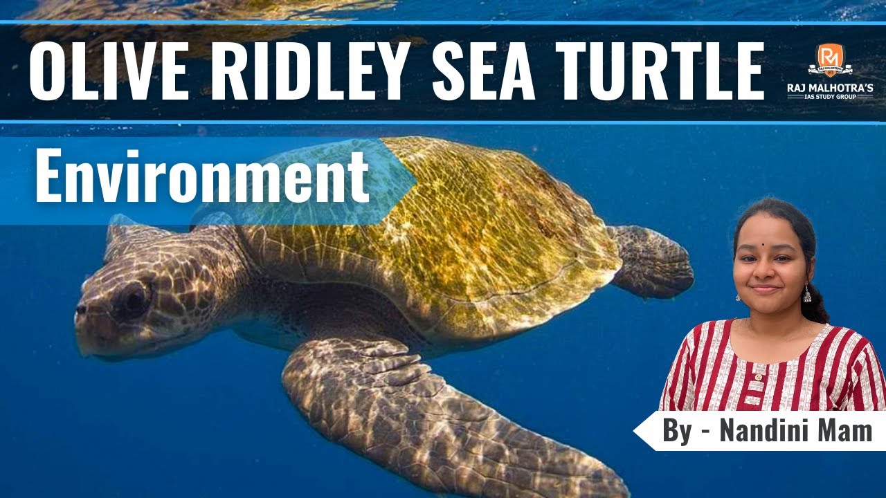Olive Ridley Sea Turtles | Environment | Current Affairs | UPSC CSE ...