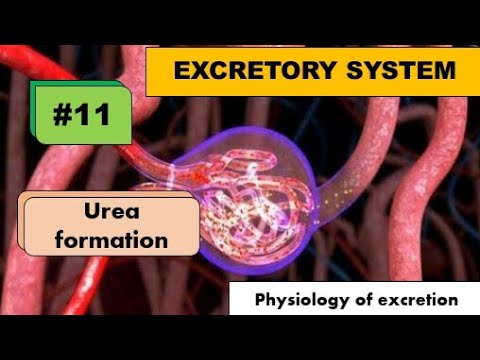 Urea formation - YouTube