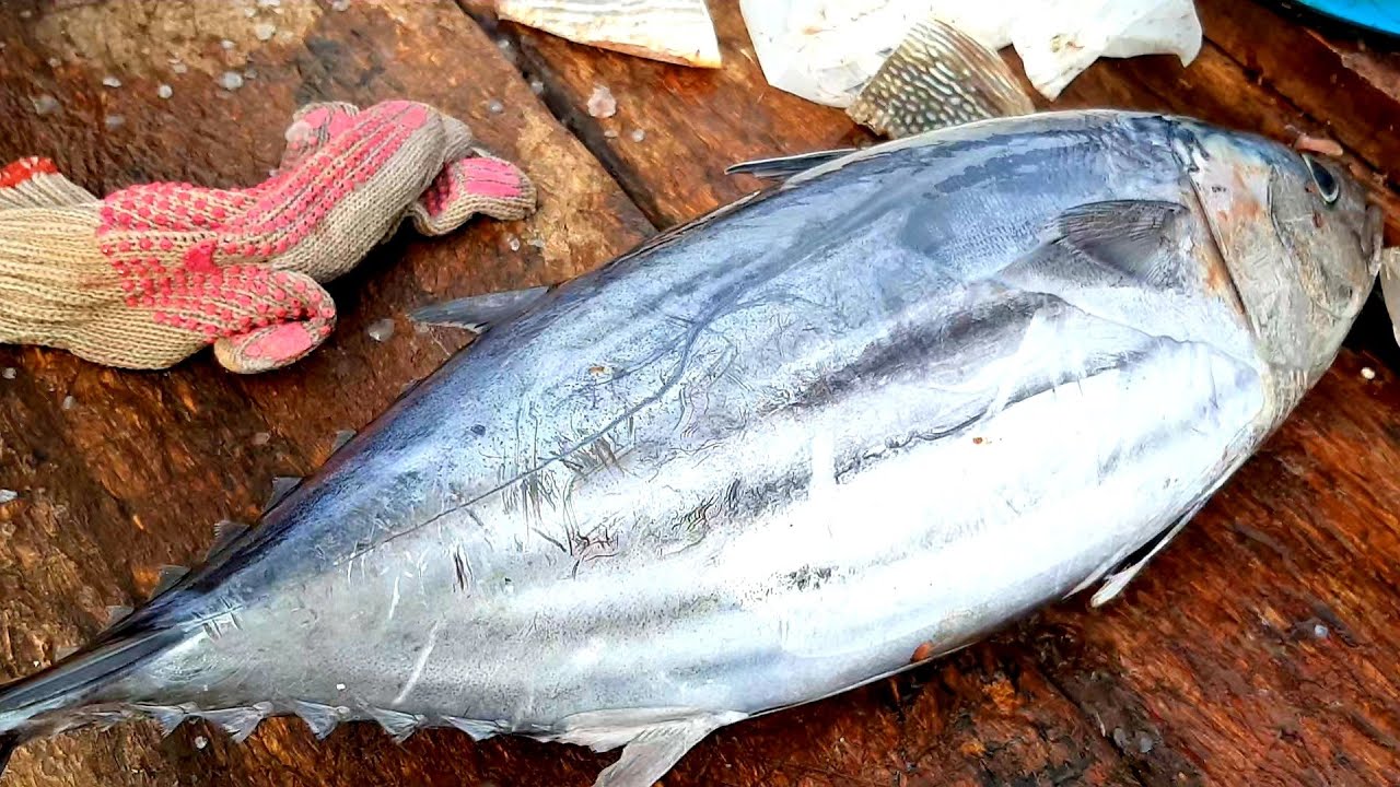 SKIPJACK TUNA FISH CUTTING |FISH CUTTING SKILL - YouTube